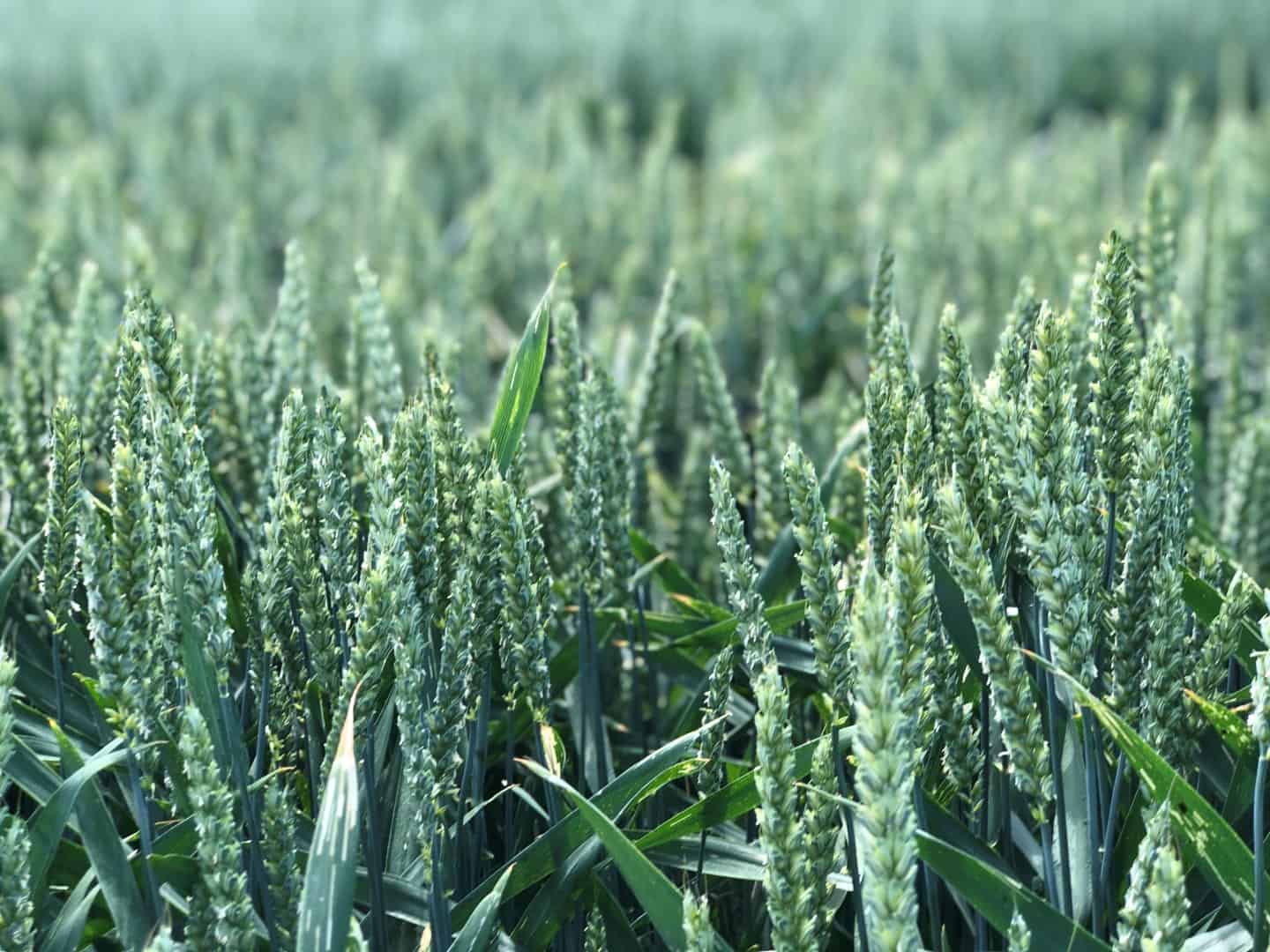 Wheat Pollen - Amphasys: Single-Cell Analysis Wheat Pollen - Amphasys: Single-Cell Analysis