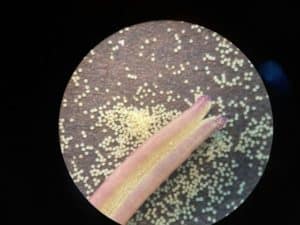 Corn Pollen - Amphasys - Pollen Quality and Viability Analysis