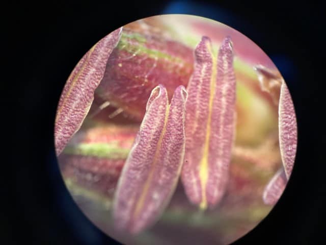 Corn Pollen - Amphasys - Pollen Quality and Viability Analysis