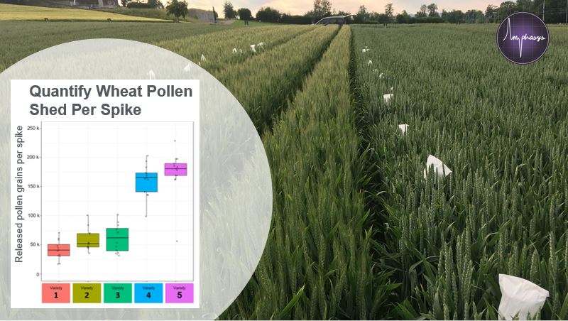 Quantify Wheat Pollen Shed - Amphasys Pollen Quality Monitoring