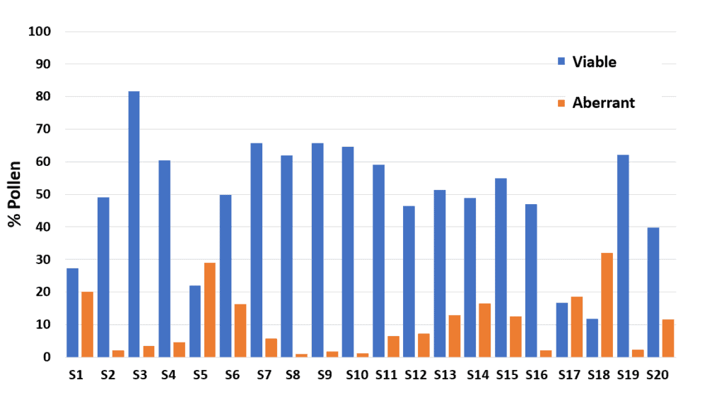 Sunflower Pollen - Amphasys: Single-Cell Analysis