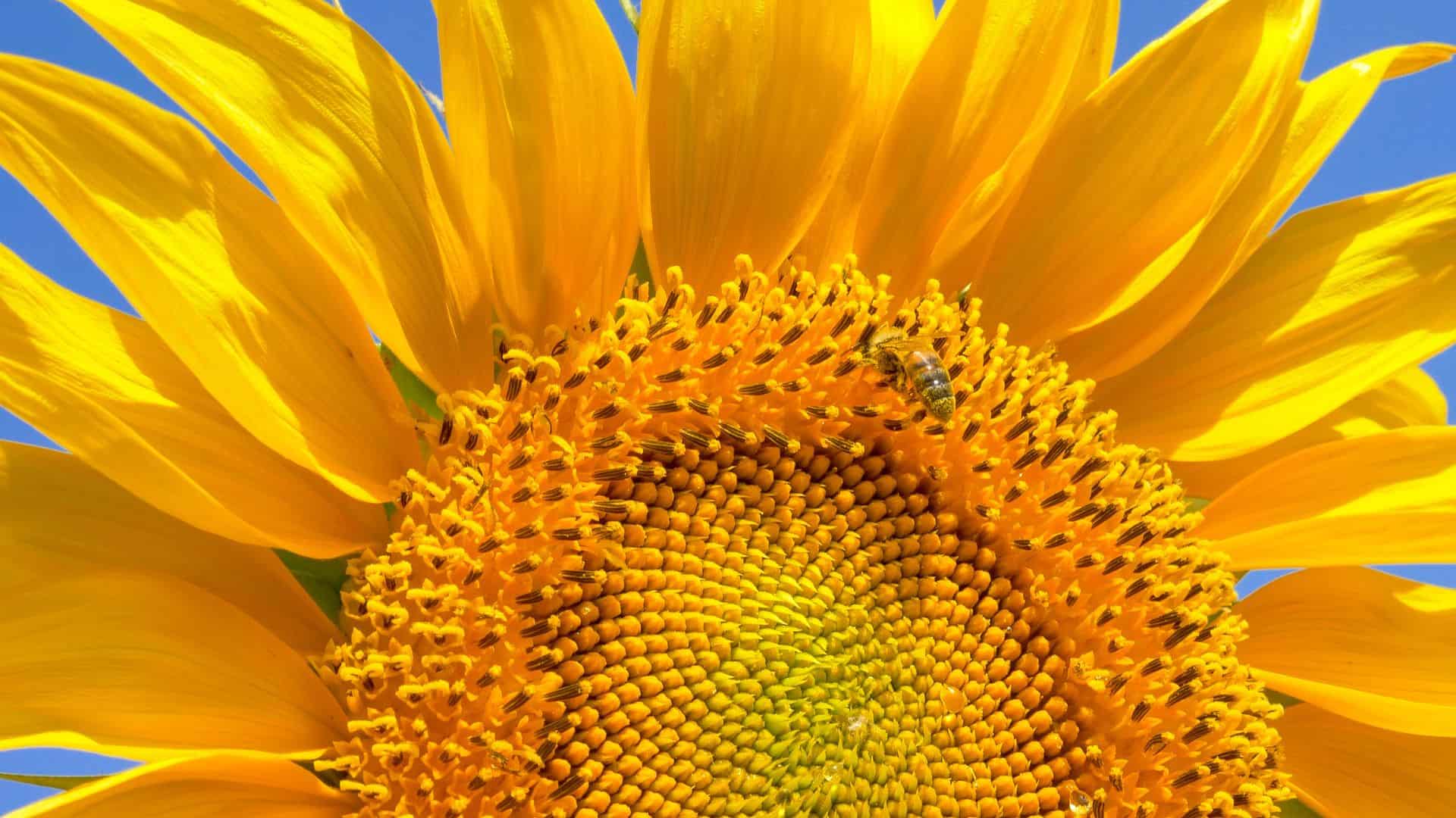 Sunflower Pollen - Amphasys: Single-Cell Analysis Sunflower Pollen - Amphasys: Single-Cell Analysis