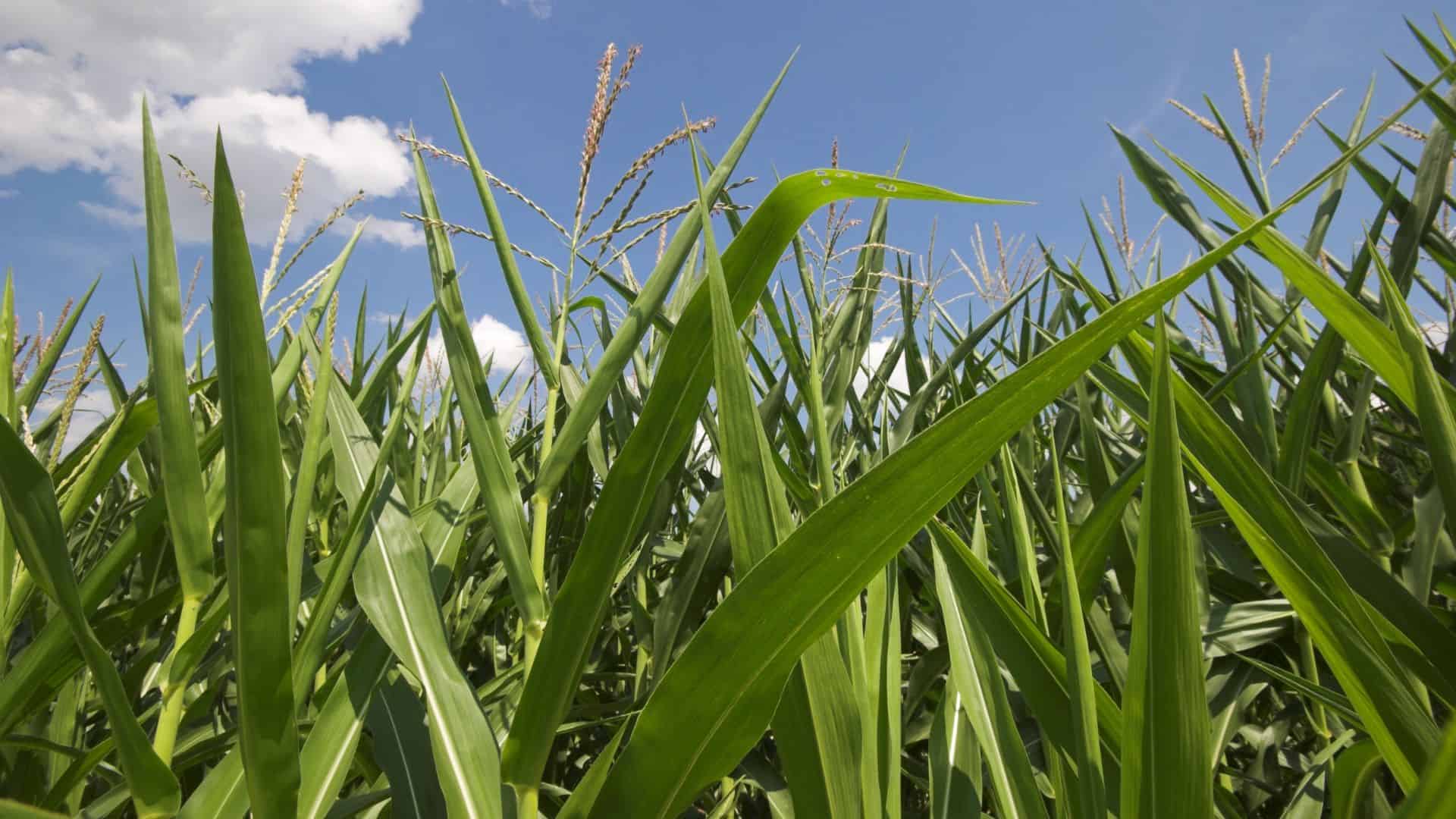 Corn Pollen - Amphasys: Single-Cell Analysis