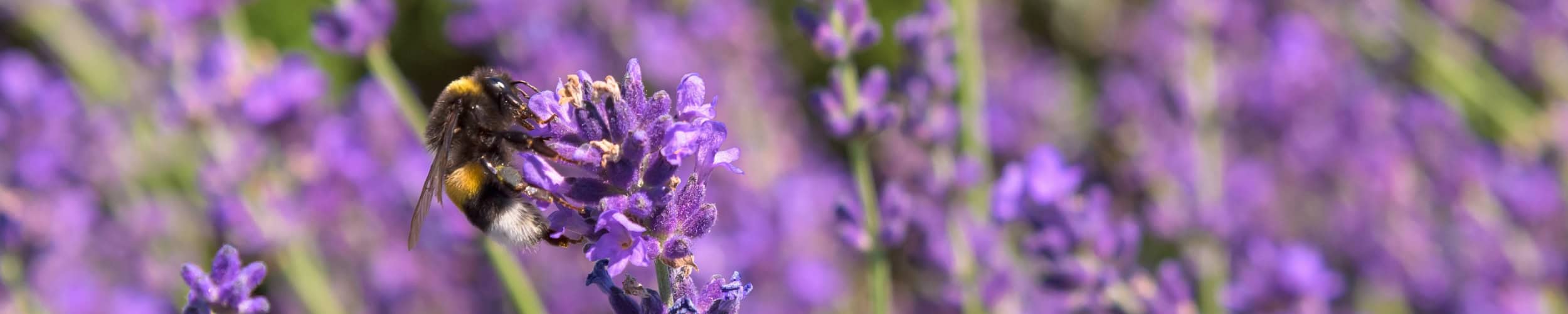 Why pollen quality matters?! - Amphasys - Pollen Analysis