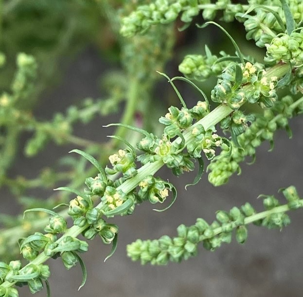 Beets Pollen Analysis, for High Pollen Quality Lines