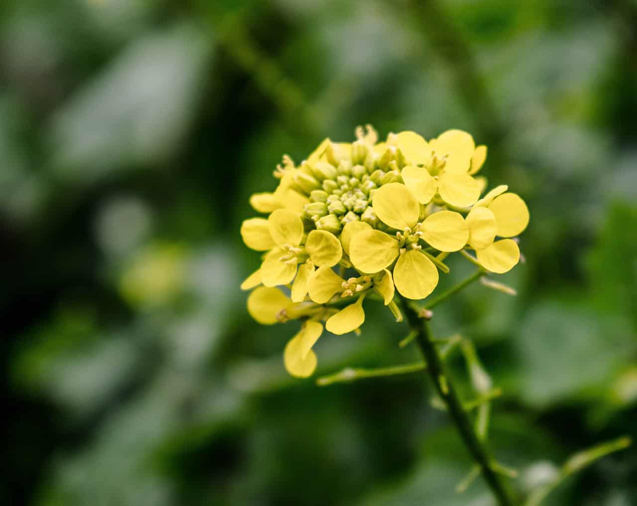 Brassicaceae Pollen - Amphasys: Single-Cell Analysis