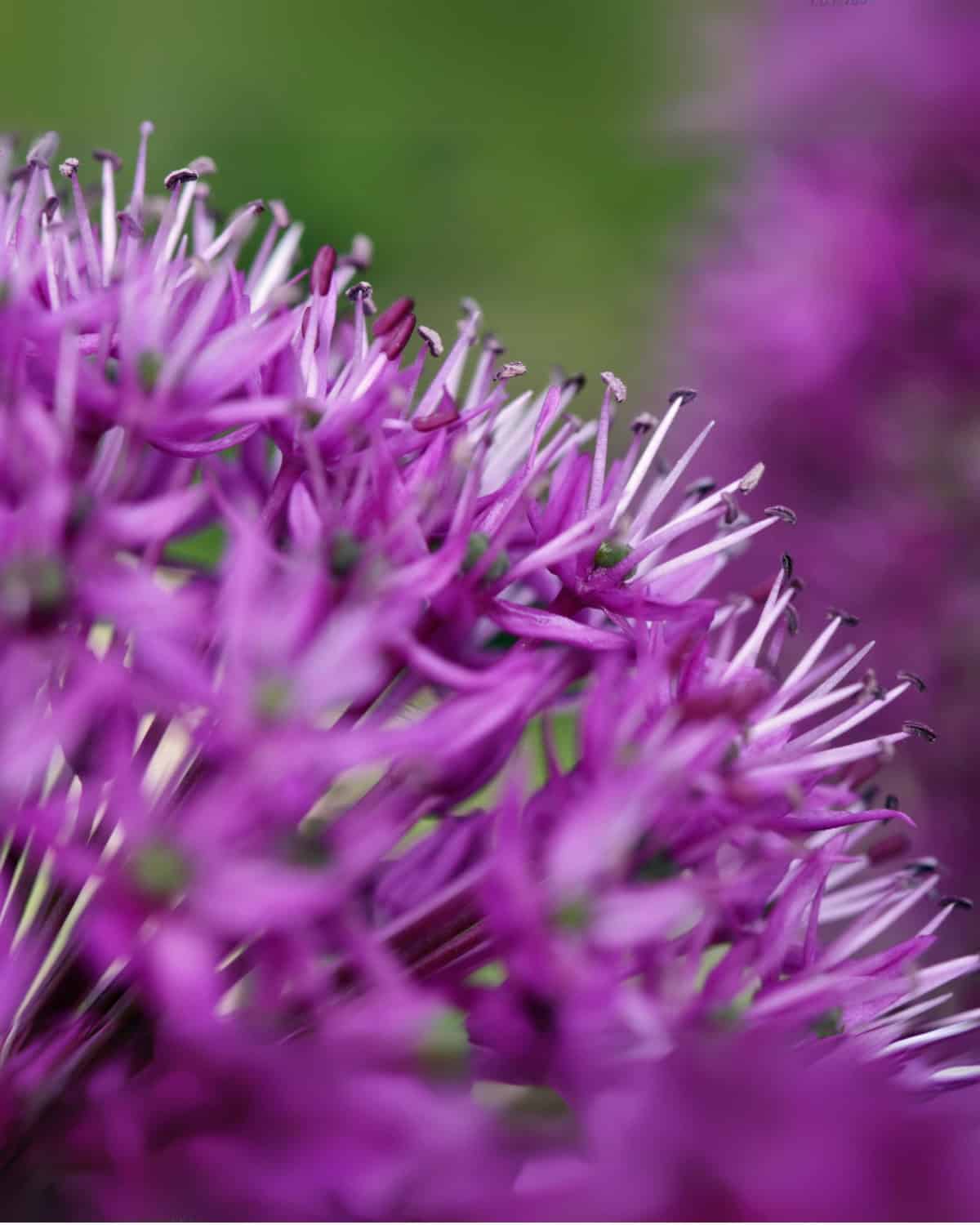 Onion Pollen - Amphasys: Single-Cell Analysis Onion Pollen - Amphasys: Single-Cell Analysis